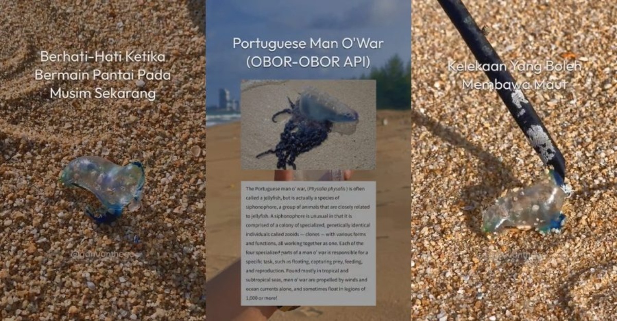 Hati-hati Kalau Terjumpa Di Pantai, Ini Bahaya Obor-obor Api