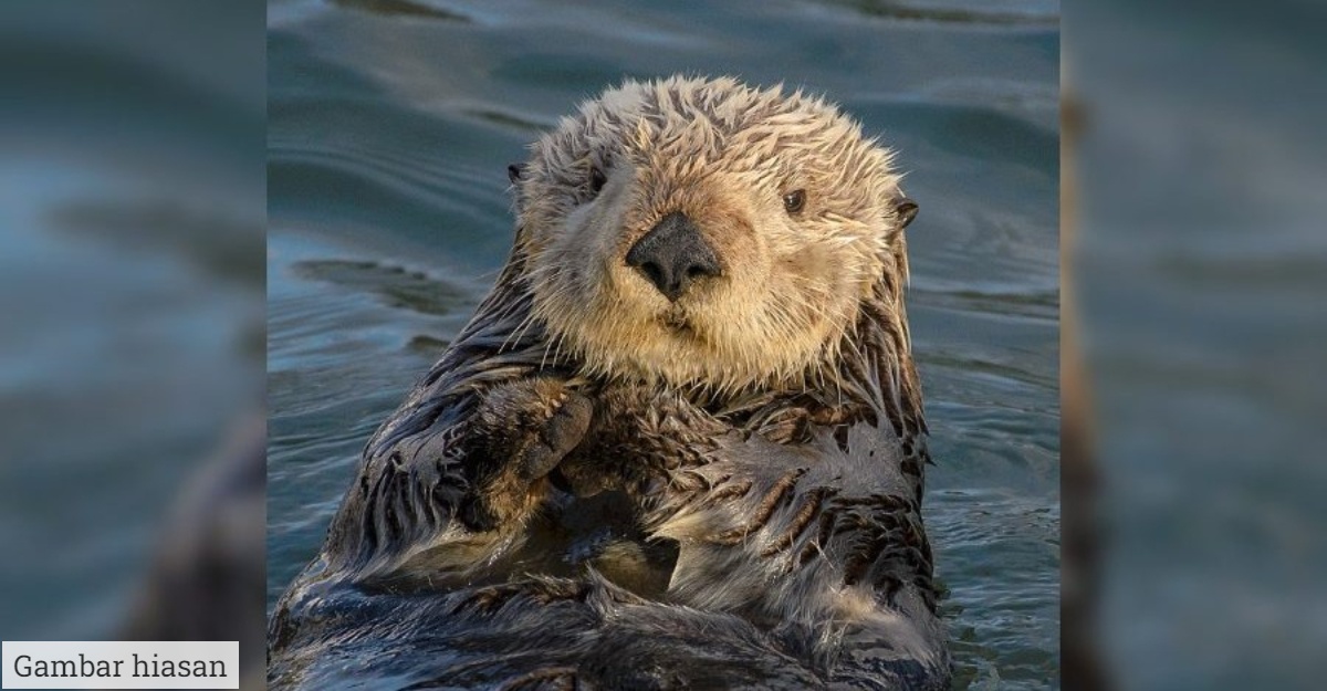 Si Comel Kegemaran Ramai, Ini Fakta Menarik Memerang