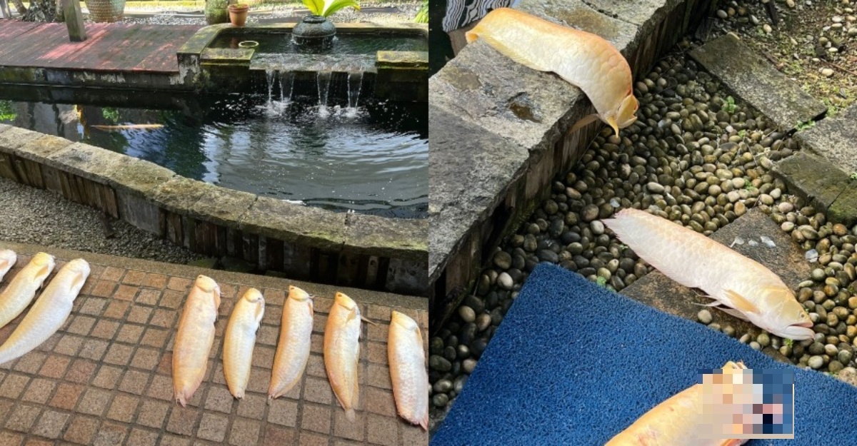 Pemilik Rugi RM35k, 10 Ekor Arowana Mati Diserang Memerang