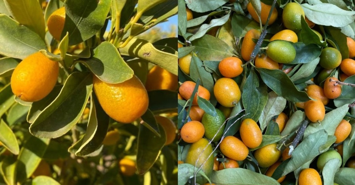 Selalu Ada Masa Tahun Baru Cina, Kenali Limau Kumquat & Simbolnya