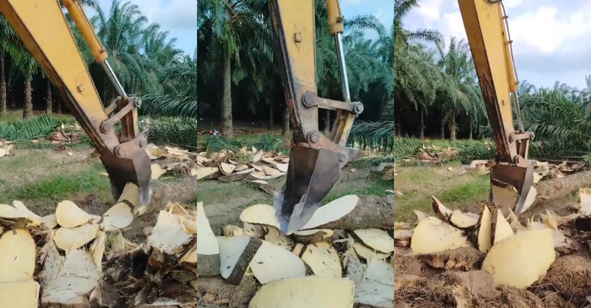 Baru Tahu, Ni Sebab 'Excavator' Hiris Pokok Sawit Jadi Kepingan Kecil
