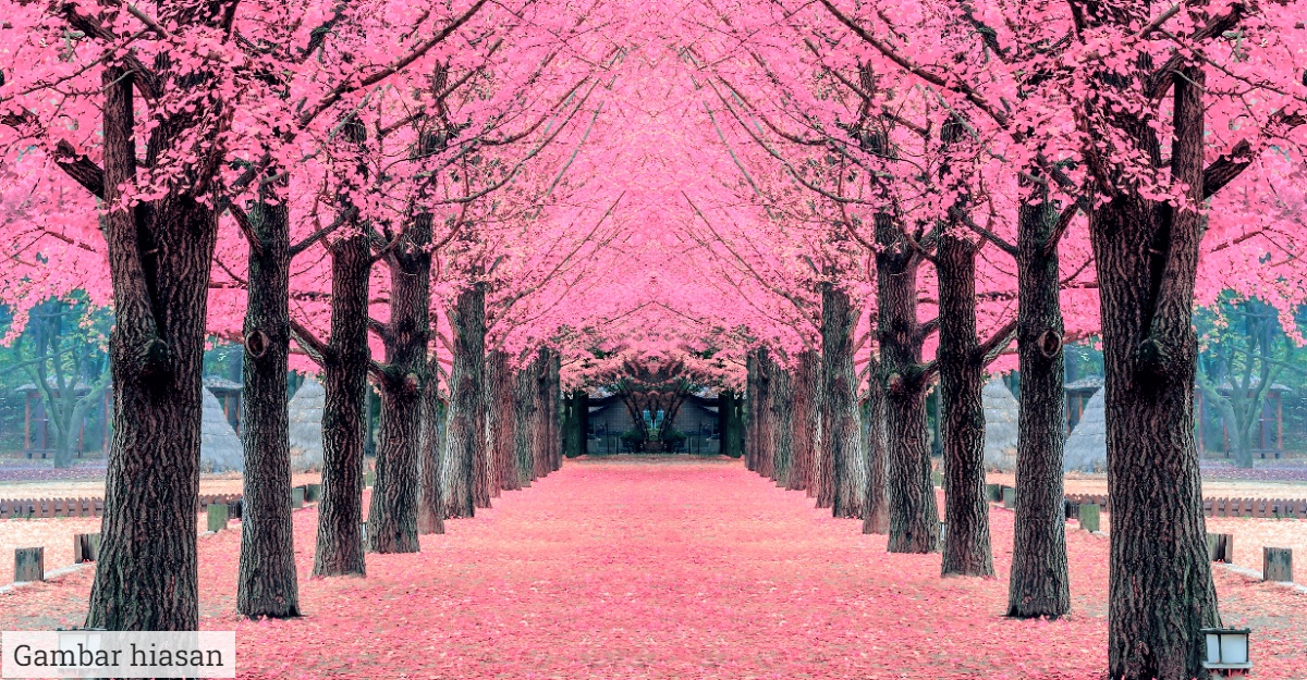 Nikmati Gelombang K-Wave: Temui Destinasi Percutian Bunga Sakura yang ...