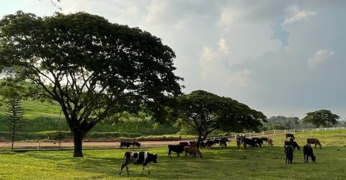 Naik MRT Pergi Ke Ladang Farm Fresh UPM, Ini Caranya
