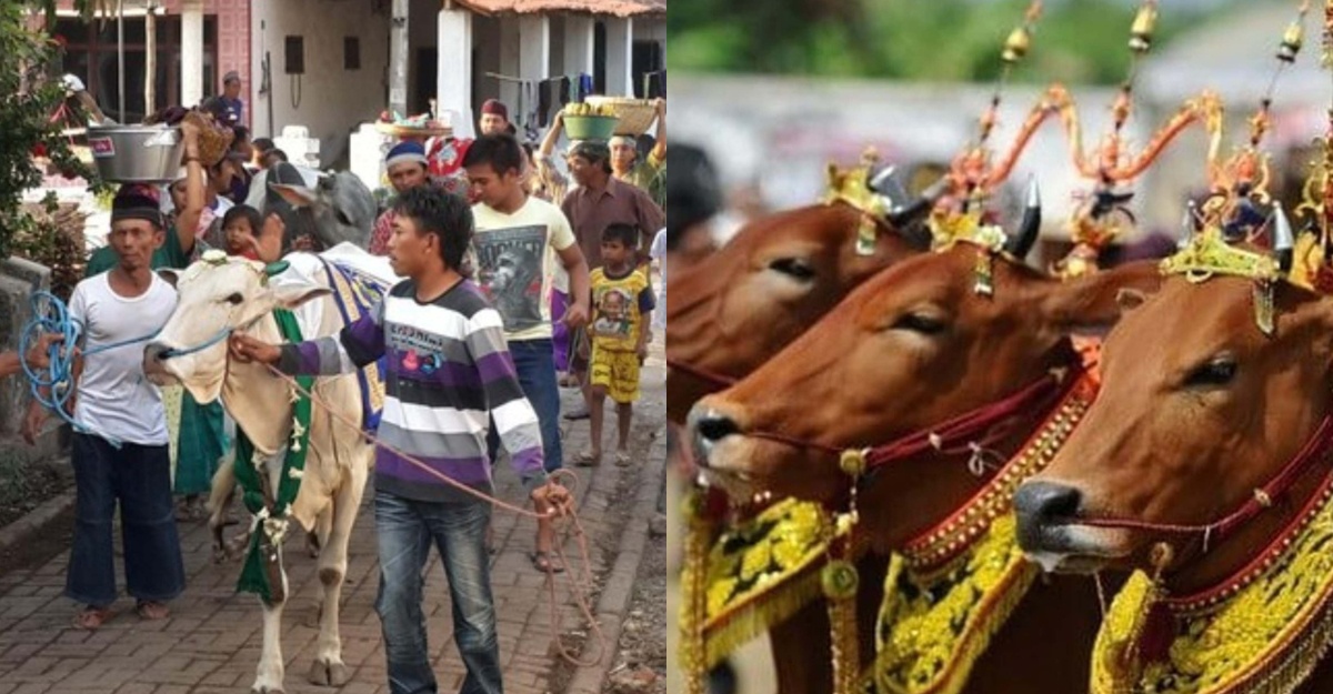 Manten Sapi: Tradisi Unik Sambutan Aidiladha Di Indonesia