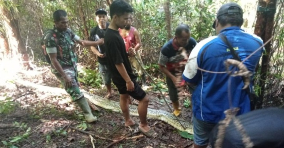 Tak Sempat Beli Ubat Untuk Anak, Wanita Maut Ditelan Ular Sawa