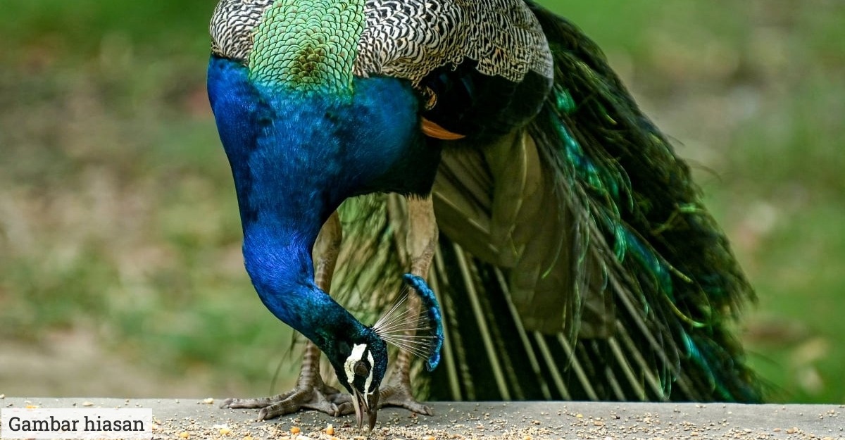 Lelaki Ditahan Selepas Muat Naik Video Masak, Makan 'Kari' Burung Merak