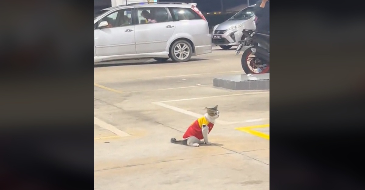 “Basic Mahal Ni”, Kucing Pakai Baju Shell Perati Orang Isi Minyak Bikin ...