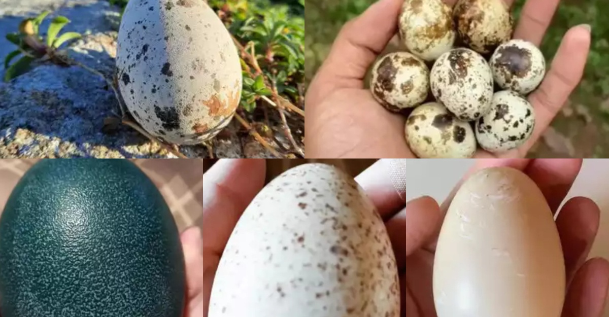 Ini 5 Telur Termahal Di Dunia