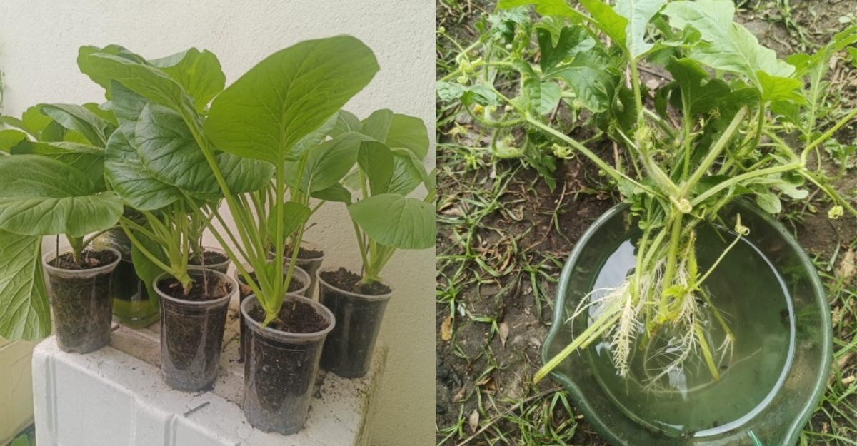 Tip Tanam Sayur Dalam Botol & Cawan Agar Tumbuh Subur