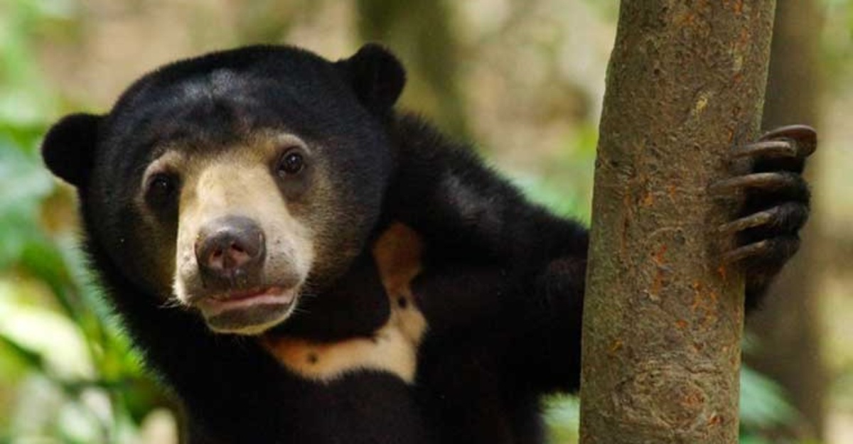 Jadi Maskot TMM 2026, Ini Fakta Mengenai Beruang Matahari