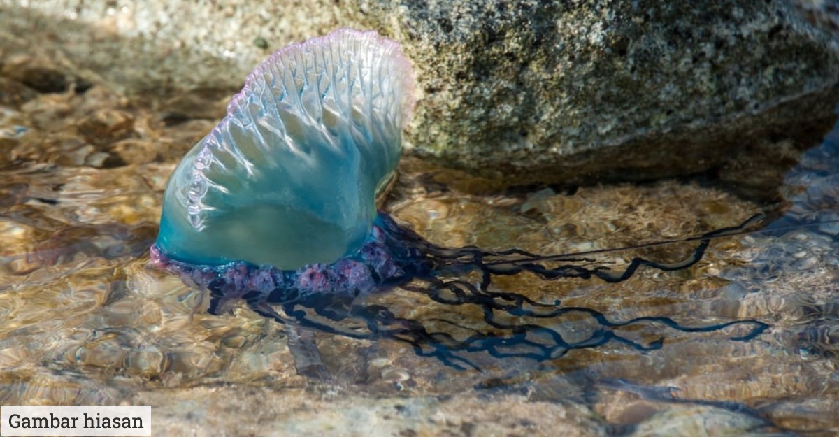 Orang Ramai Dinasihati Waspada Kehadiran Ubur-Ubur Api Di Pantai