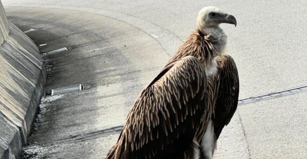 Perhilitan Selamatkan Burung Hereng Di Jejambat I-City