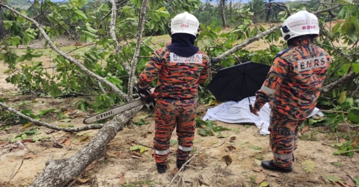 Lelaki Warga Emas Maut Dihempap Pokok