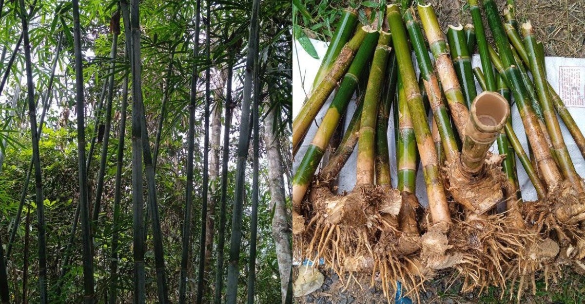 Hasil Lumayan, Ini 4 Keadaan Sesuai Untuk Tanam Buluh Lemang