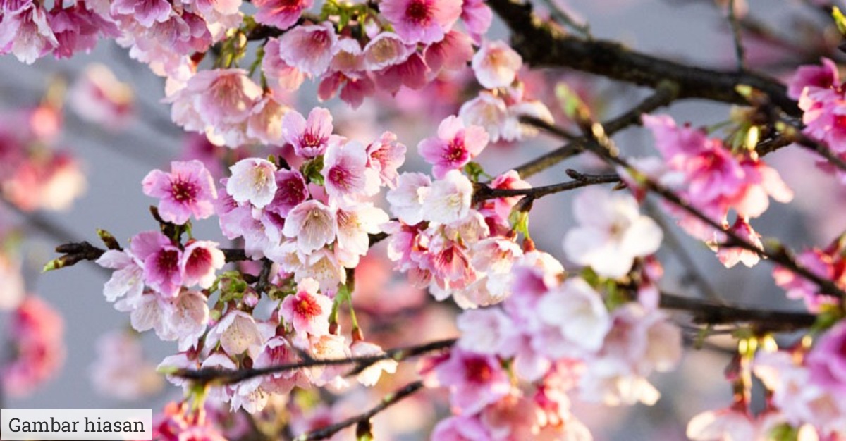 Keindahan Bunga Sakura Taiwan: Destinasi Wajib Dikunjungi oleh