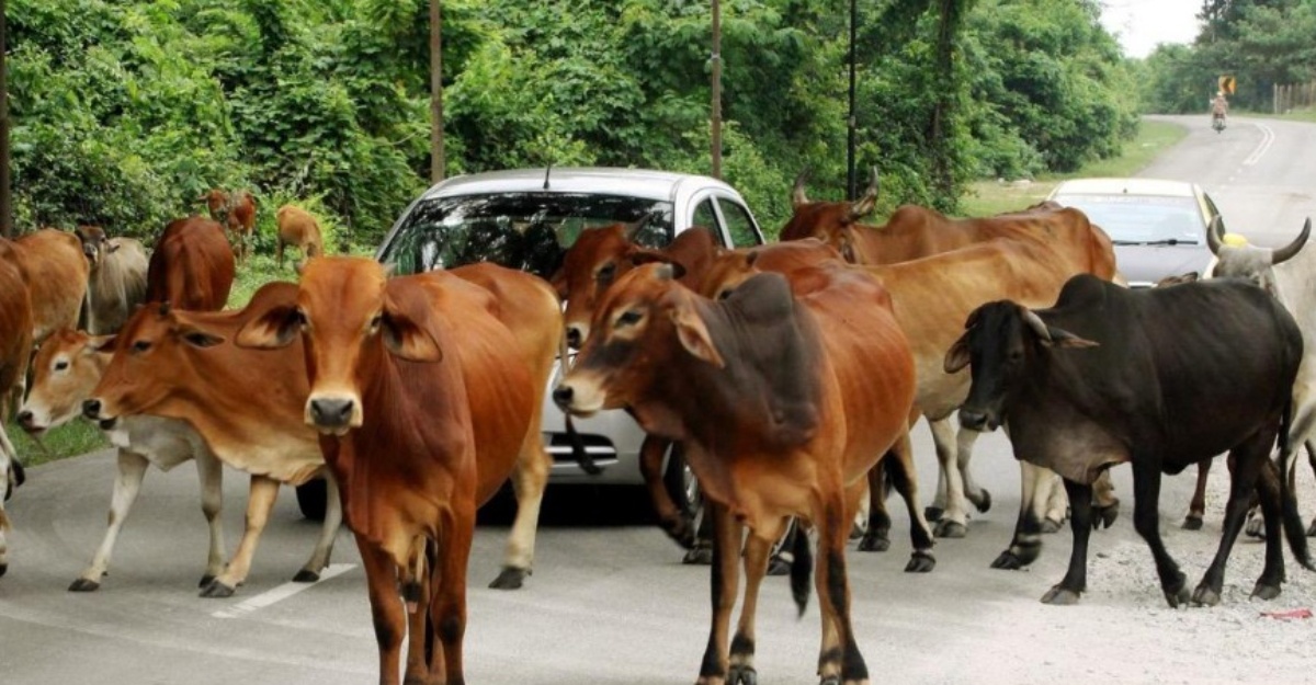 Kelantan Ambil Tindakan Tegas Terhadap Haiwan Rimunan Berkeliaran