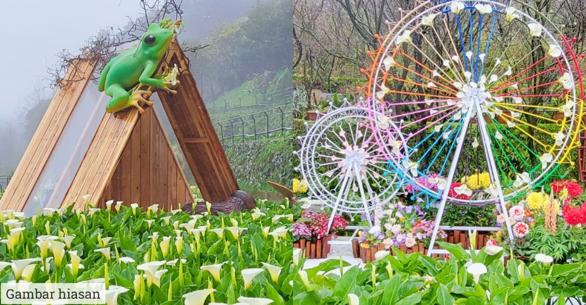 Festival Bunga Calla Lily & Hydrangea Tasik Buluh 2025: Destinasi
