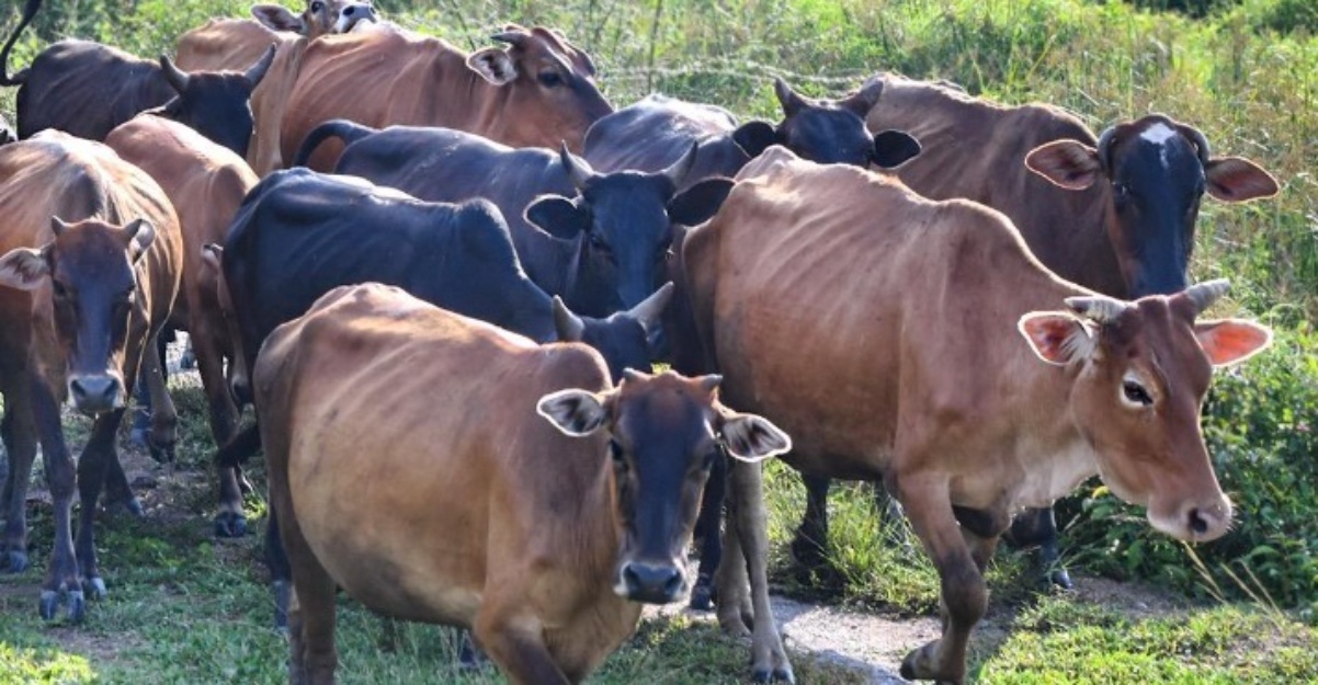 Melaka Perkenal Tag Kod QR Kepada Haiwan Ternakan Tahun Depan