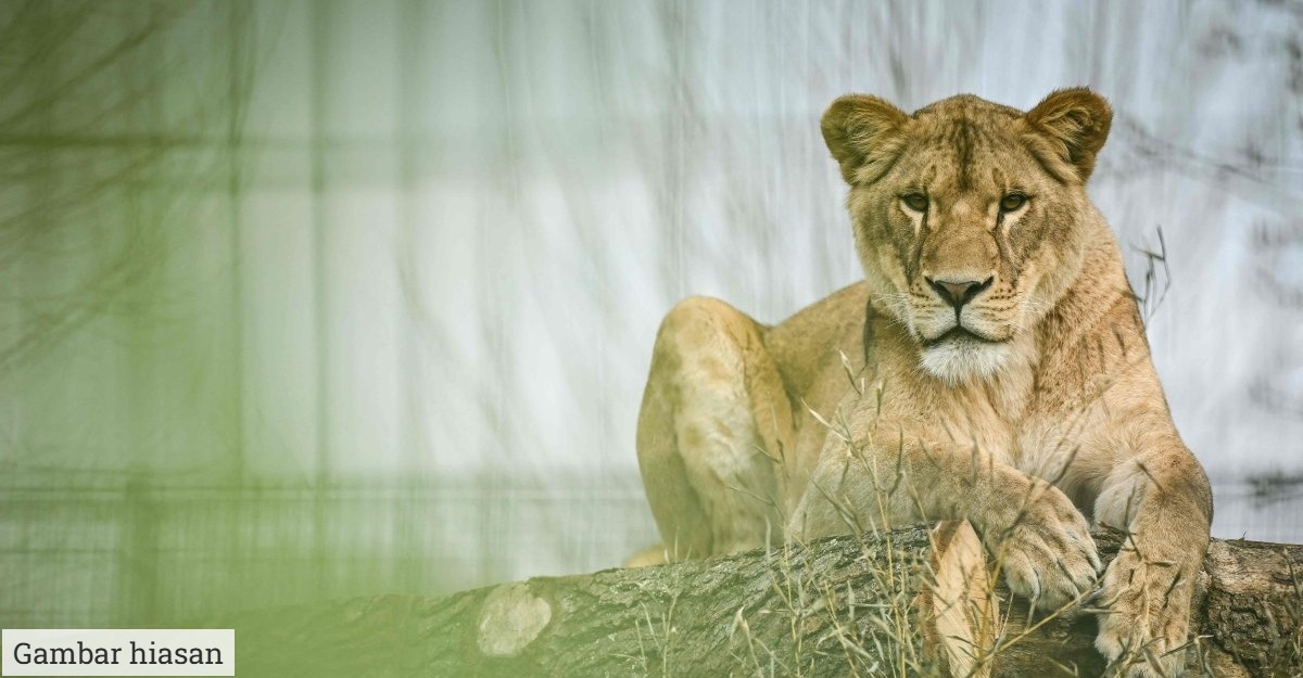 Zoo Di Denmark Minta Derma Haiwan Tidak Diingini Sebagai Makanan Pemangsa