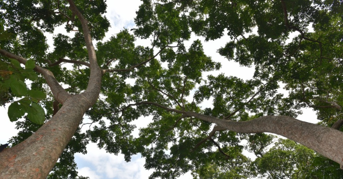 Kenali Pokok Kebangsaan Malaysia, Pokok Merbau