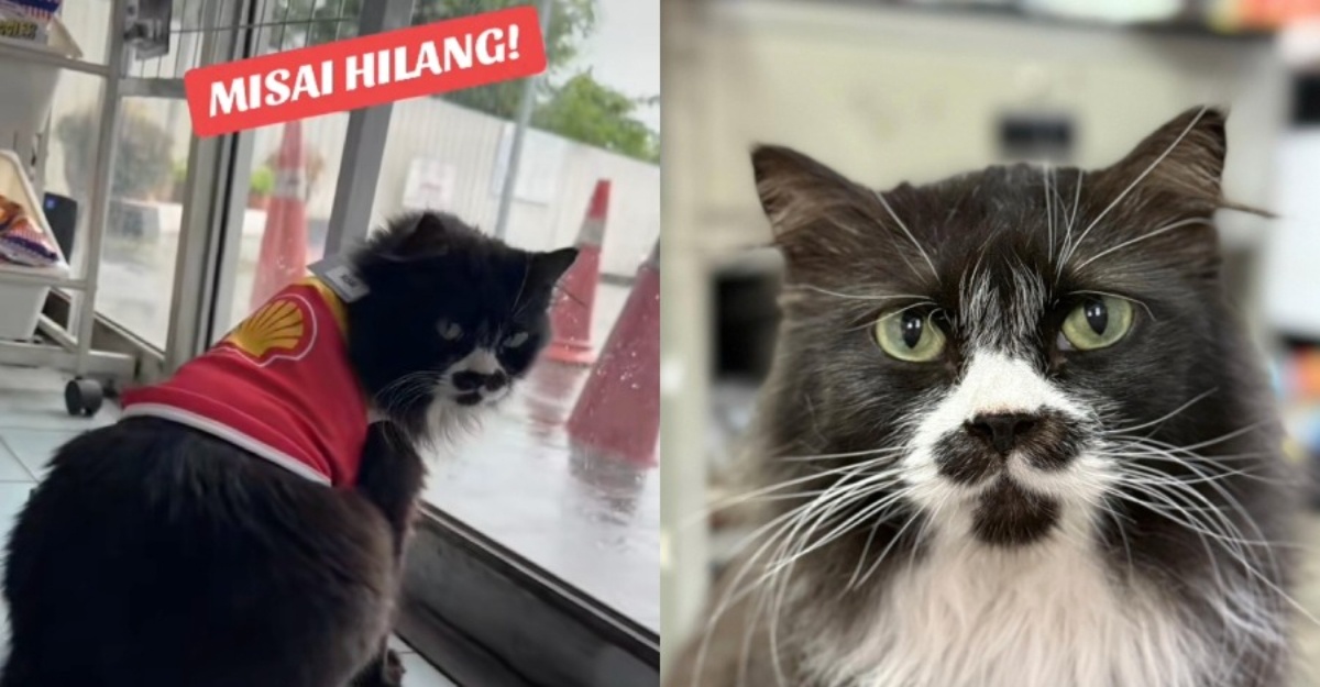 Pekerja Shell Beseri Mohon Individu Kembalikan Kucing "Misai"